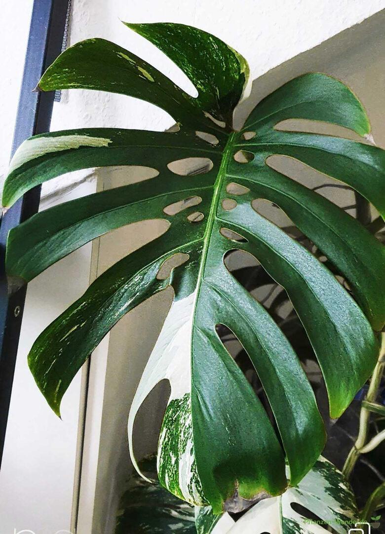 Monstera Variegata - Pflanzen-Wunder